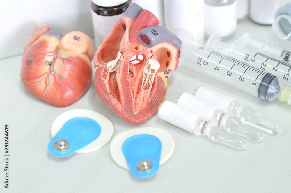 human heart anatomy model with EKG Stock Photo | Adobe Stock