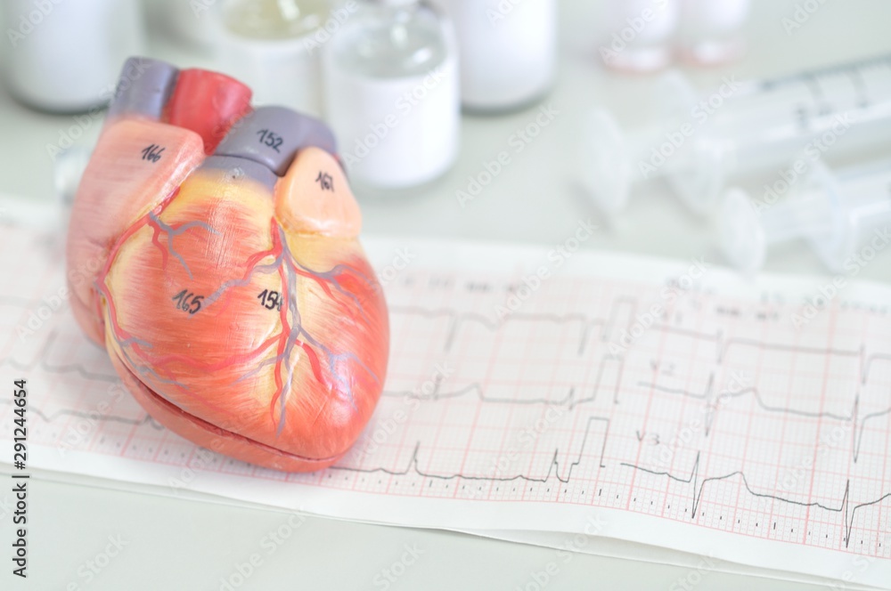 human heart anatomy model with EKG Stock Photo | Adobe Stock