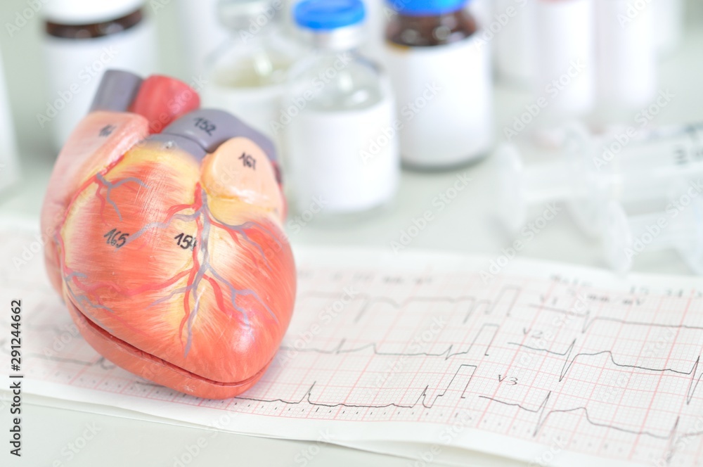 human heart anatomy model with EKG Stock Photo | Adobe Stock