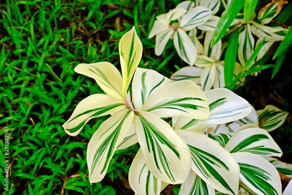 Crepe ginger, Indian Head Ginger (Costus speciosus, Cheilocostus ...