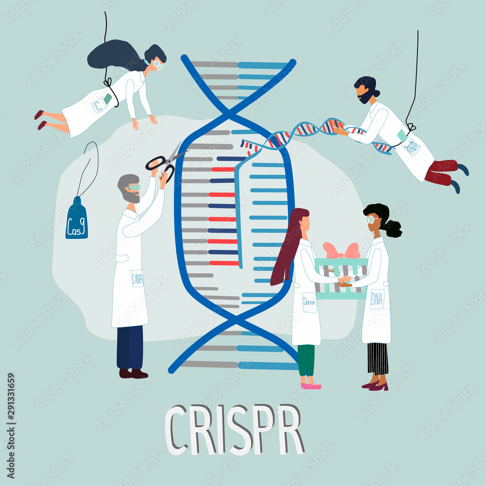 Scientists illustrated how CRISPR CAS9 works. Gene editing tool ...