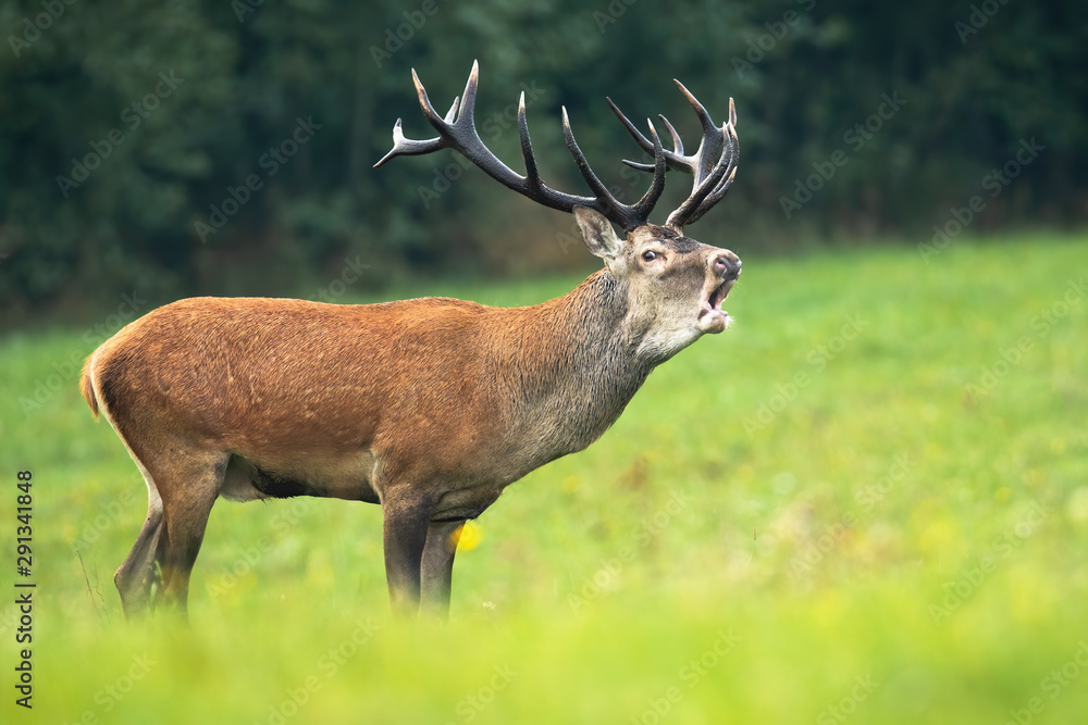 Red deer, cervus elaphus, stag with roaring on a green meadow in ...