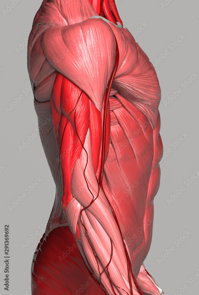 Side view of male upper body muscles like chest abs and shoulder ...