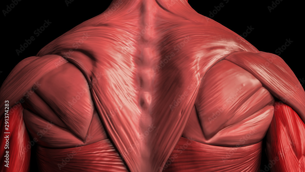 Back muscles anatomy of male 3d render Stock Illustration | Adobe Stock