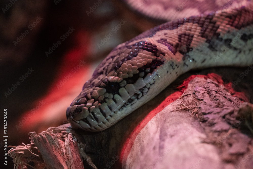 Morelia spilota variegata. Photo of reticulated python head in full ...