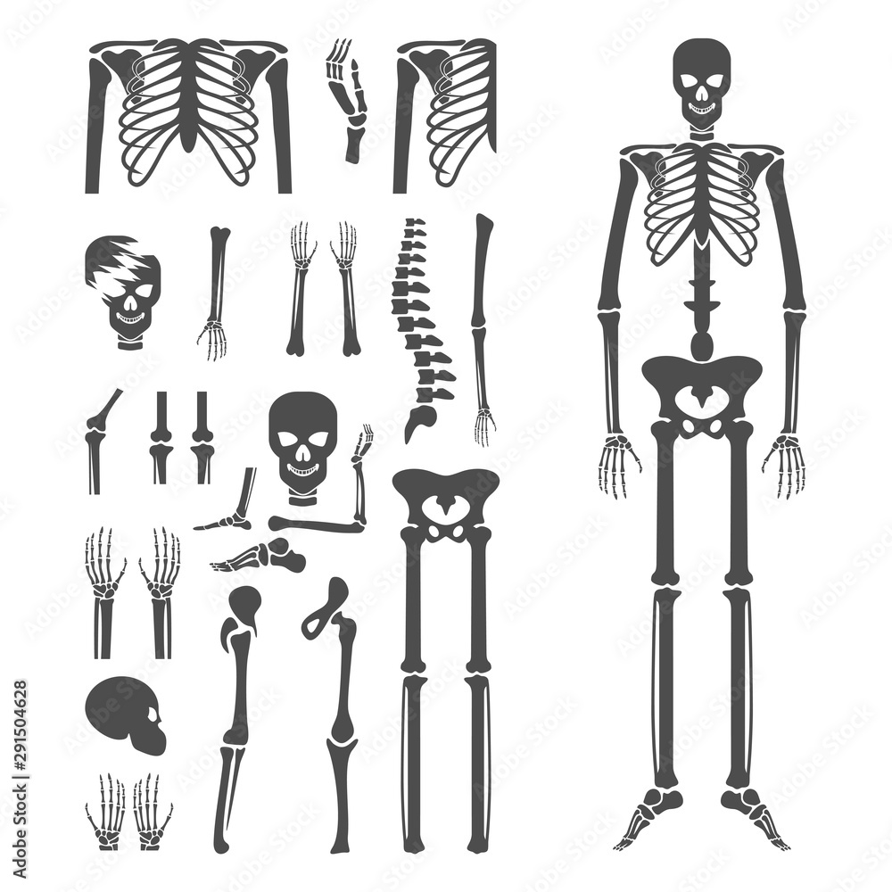 Set of Human bone orthopedic Logo Concept Vector. Bone x-ray image of ...