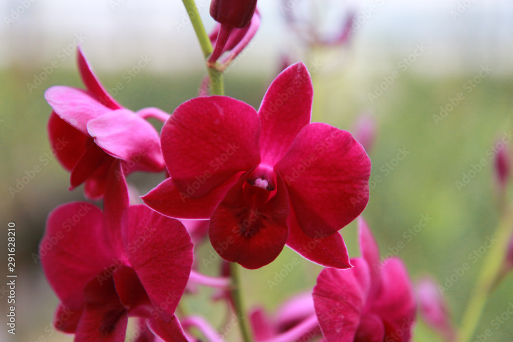 Orchid Farm.Many flowering orchids are reaching the flowering season.On ...