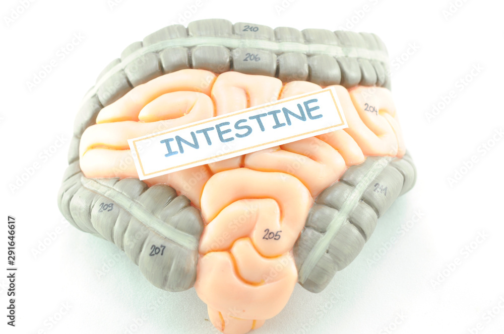 human intestine anatomy model Stock Photo | Adobe Stock