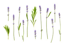 Bundle Of Fresh Cut Lavender Free Stock Photo - Public Domain Pictures