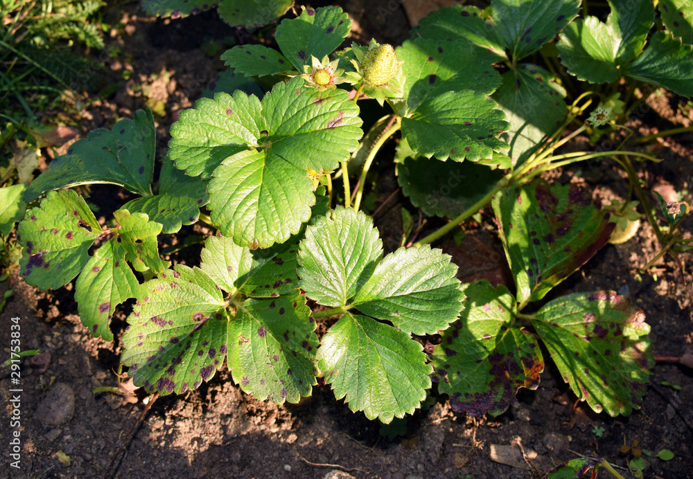 Strawberry leaf scorch - common fungal disease caused by Diplocarpon ...