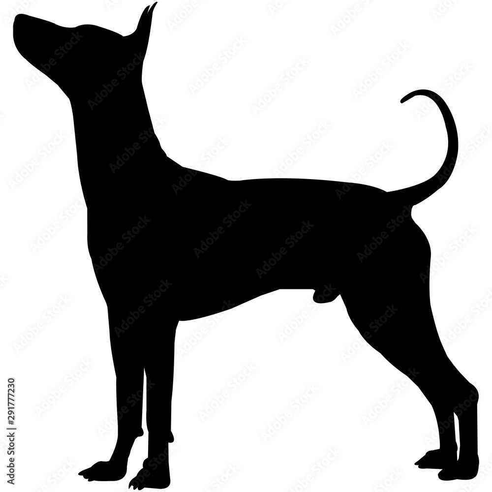 Vector de Stock Xoloitzcuintli Silhouette Vector | Adobe Stock