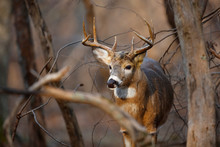 Caprioara cu coada alba Poza gratuite - Public Domain Pictures