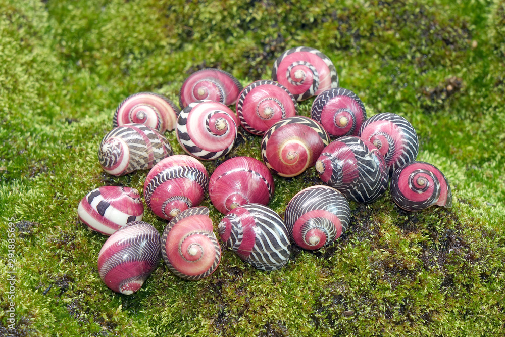 The red racer snail (Vittina waigiensis), the world most beautiful and ...