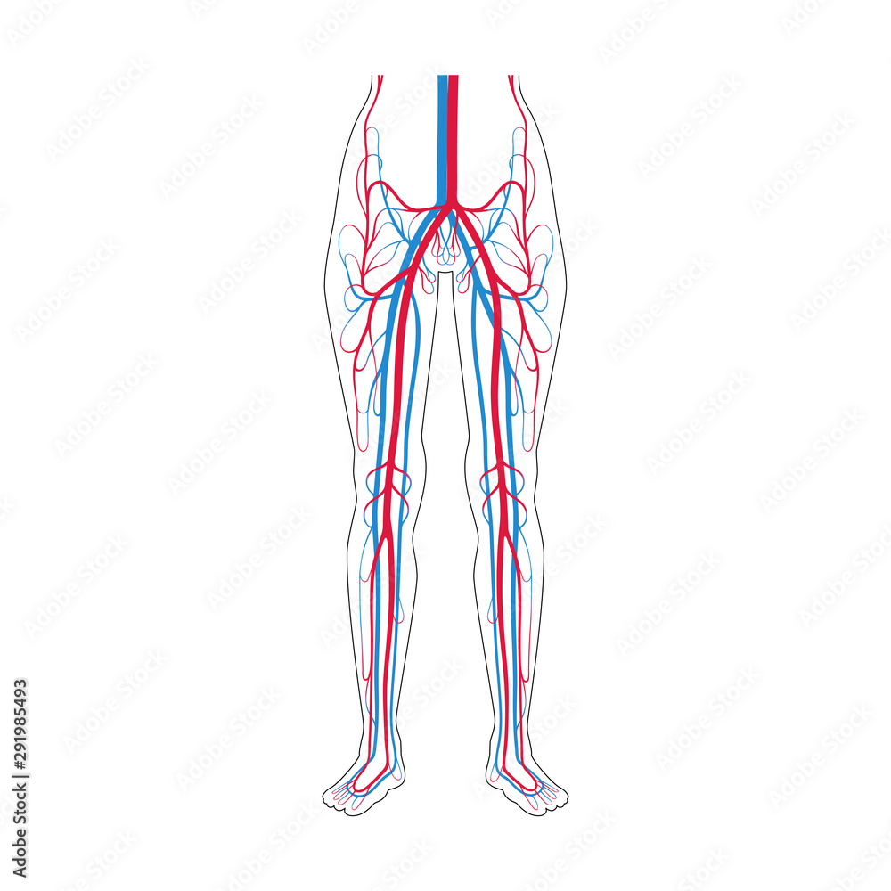 circulatory system anatomy Stock Vector | Adobe Stock