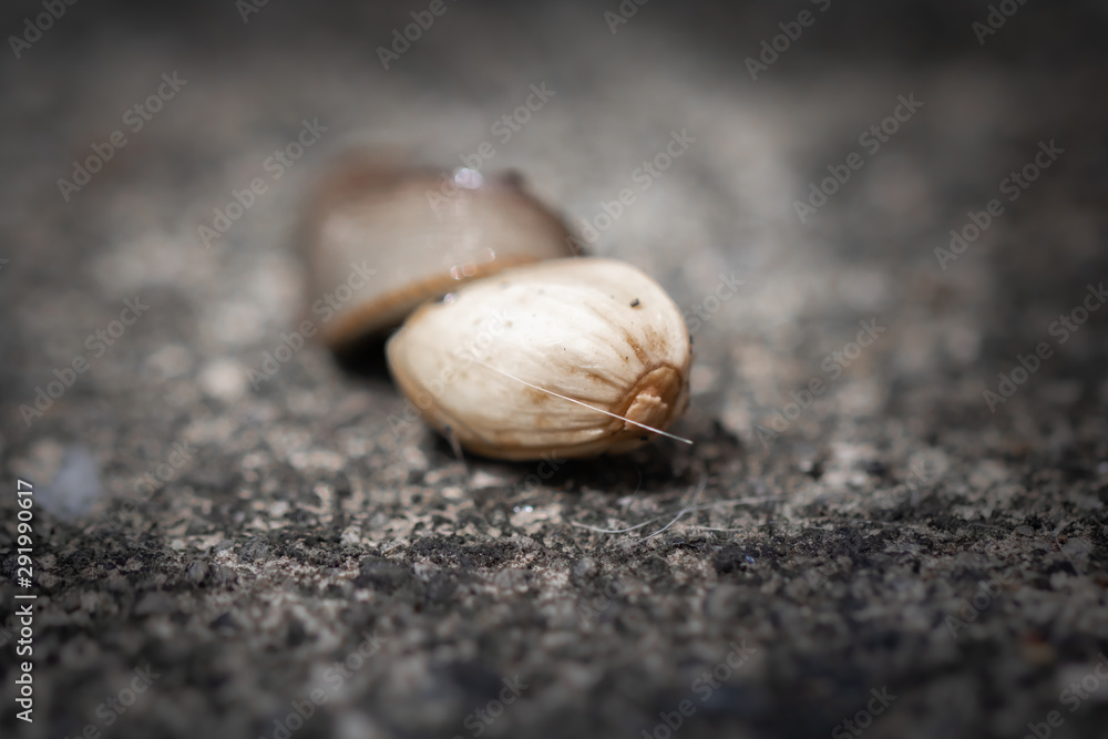 cute little snail slug hugging pistachio nut, trying to eat it Stock ...