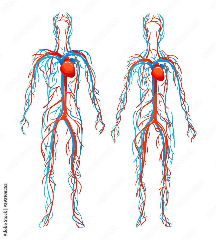 Human circulatory system. Blood arteries, vein structure, bloodstream ...