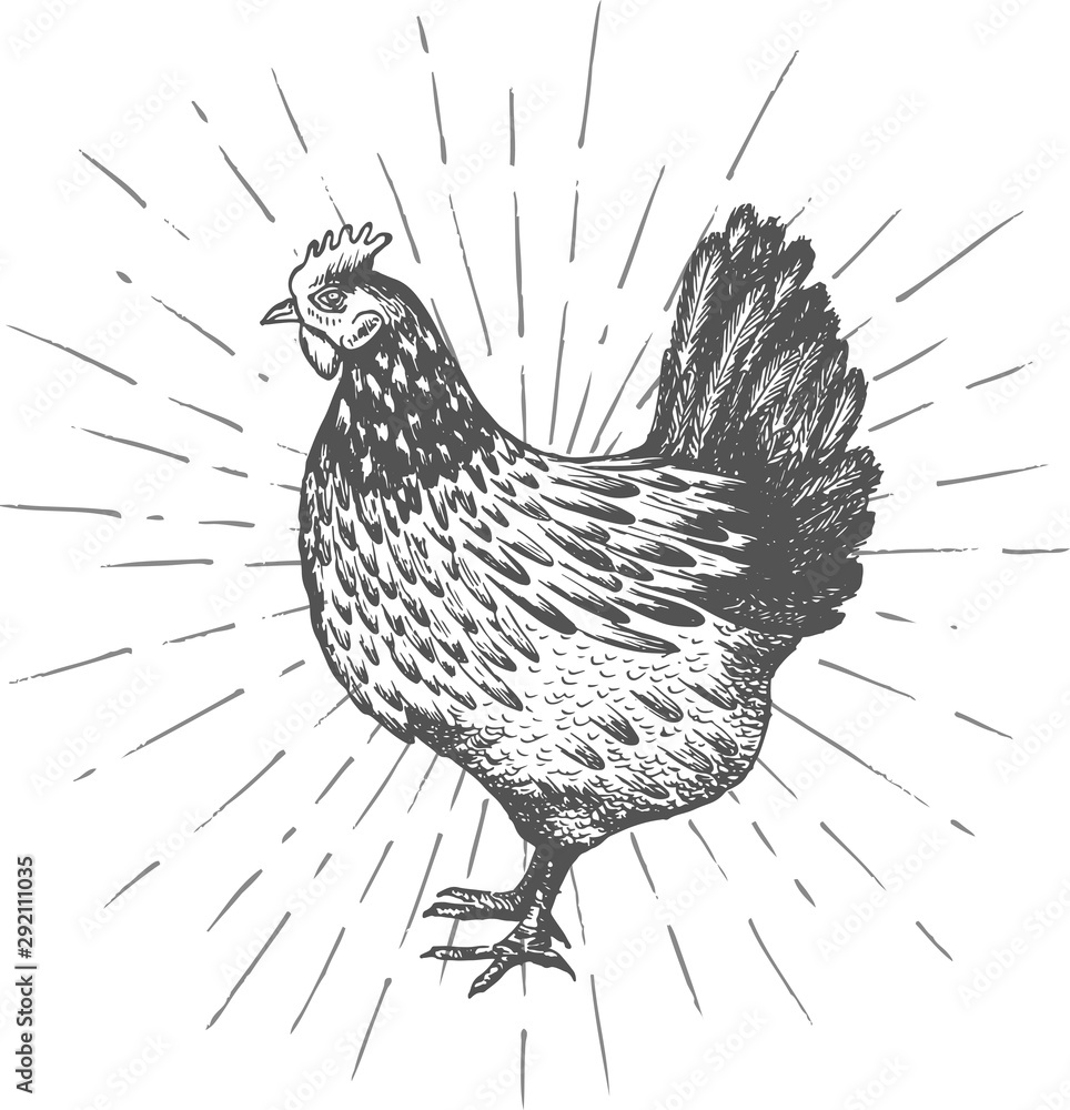 Hand drawn hen. Vector illustrations. Stock Vector | Adobe Stock