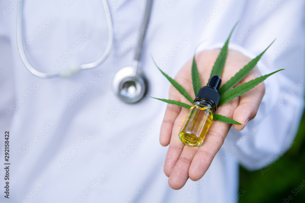 hemp oil and cannabis leaves placed in the hands of a doctor or ...