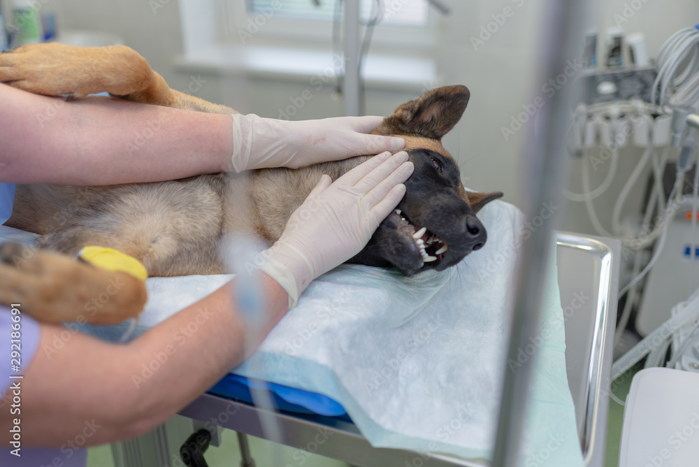 Veterinary doctors conducting surgery. A dog is under anesthesia. Close ...