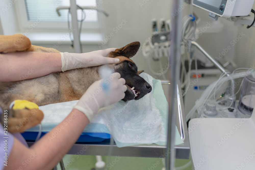 Veterinary doctors conducting surgery. A dog is under anesthesia. Close ...