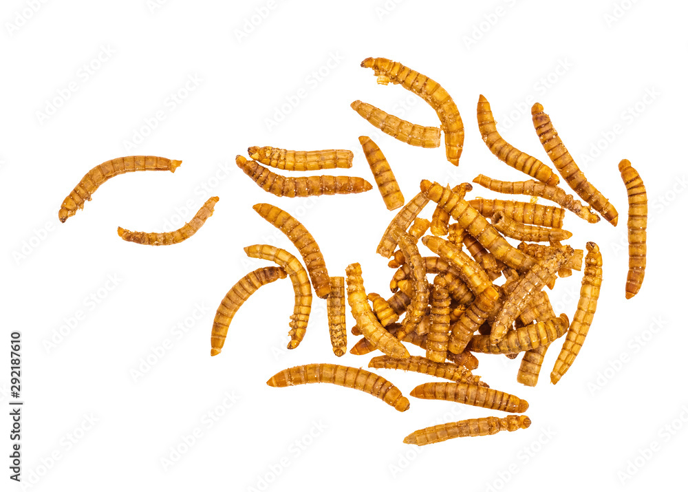 Dried mealworms, larvae of Tenebrio molitor. Edible insects here ...