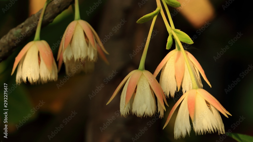 Foto de Stock Hanging flowers of Elaeocarpus hainanensis or Elaeocarpus ...