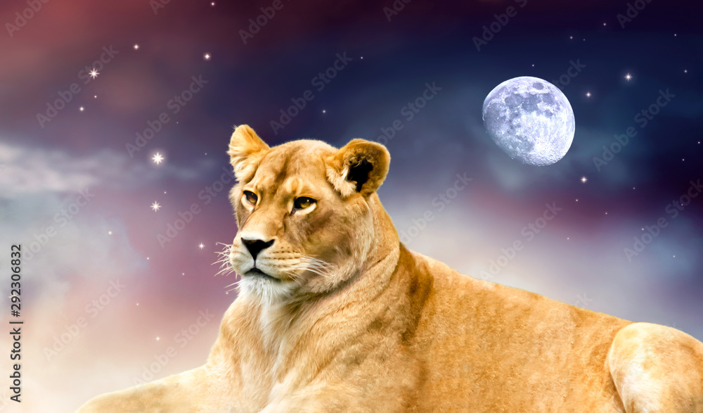 Foto de Stock African female lion and moon night in Africa. Savannah ...