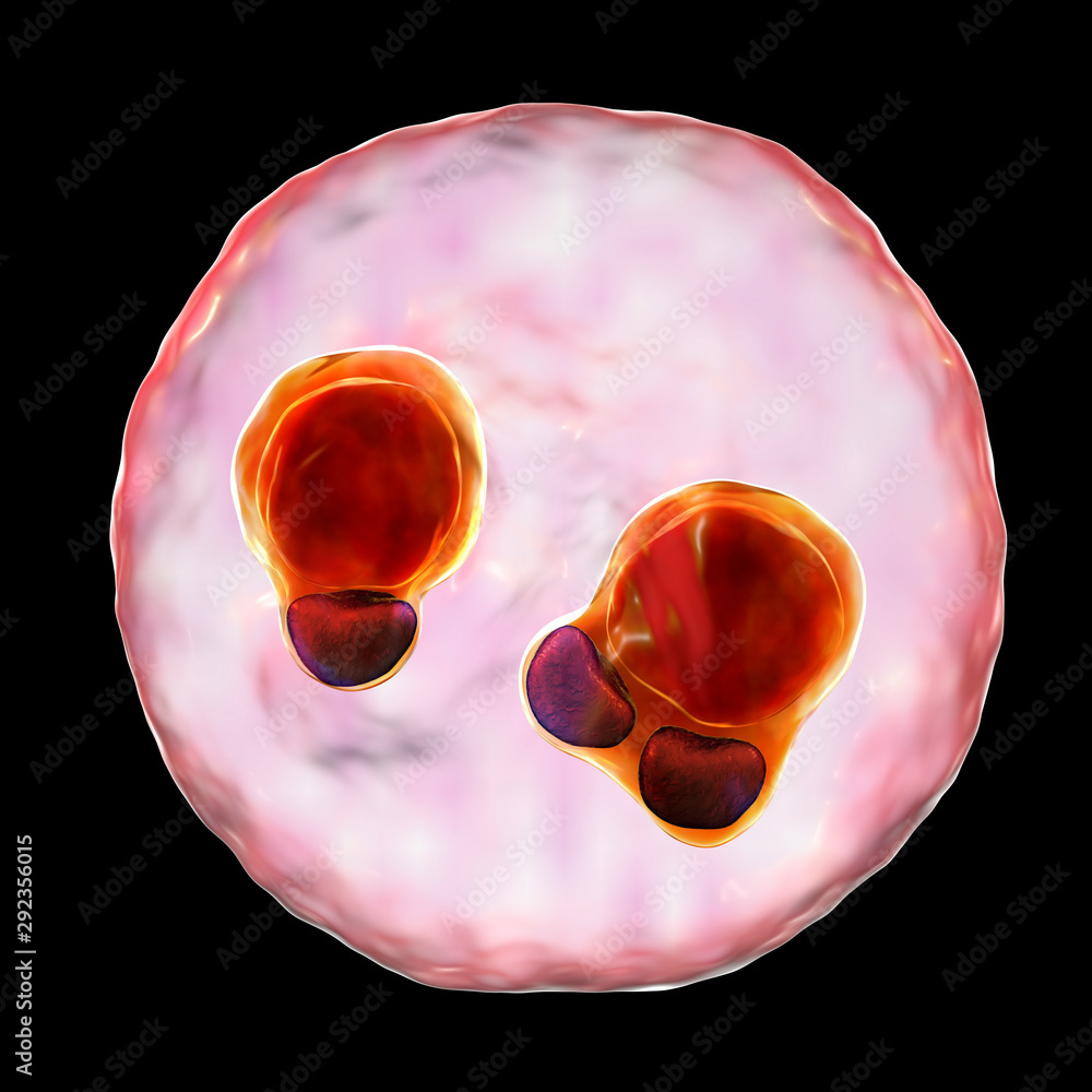 The malaria-infected red blood cell. 3D illustration showing ring-form ...