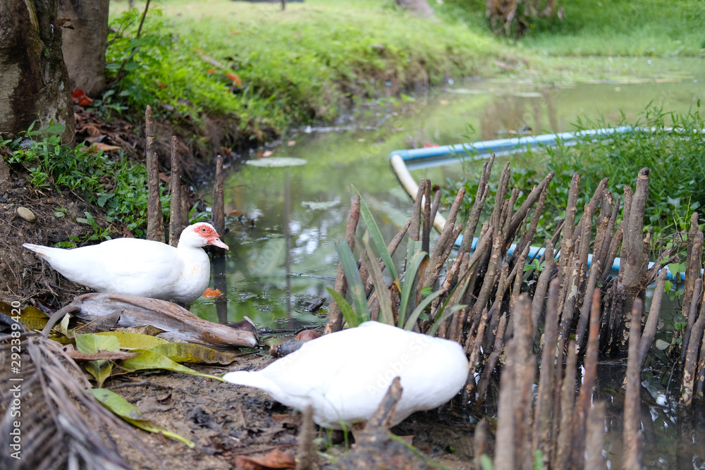 duck & mangrove apple cork tree root for breathing in water pond Stock ...