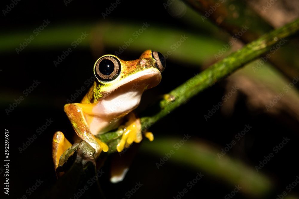 Rare frog species, the lemur leaf frog (Agalychnis lemur), a critically ...