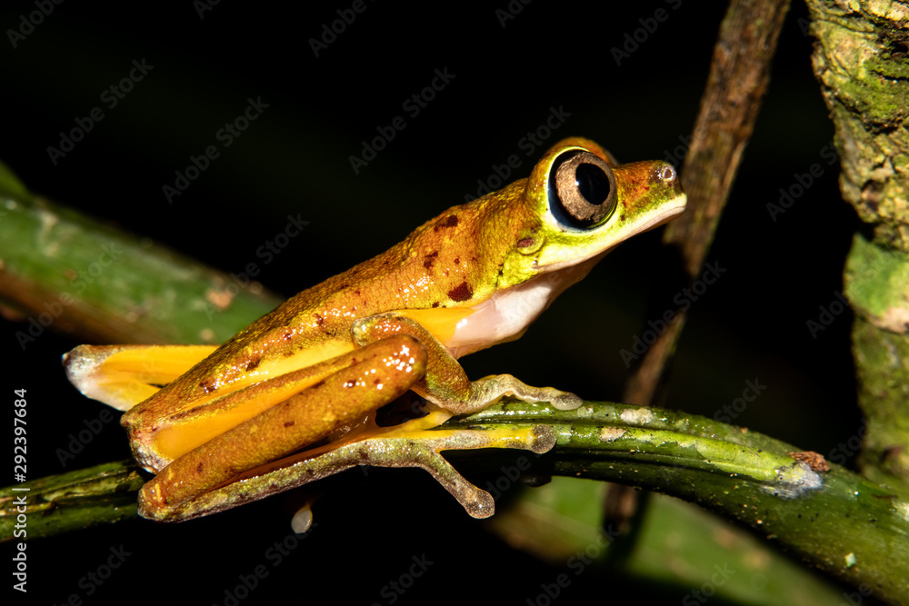 Rare frog species, the lemur leaf frog (Agalychnis lemur), a critically ...