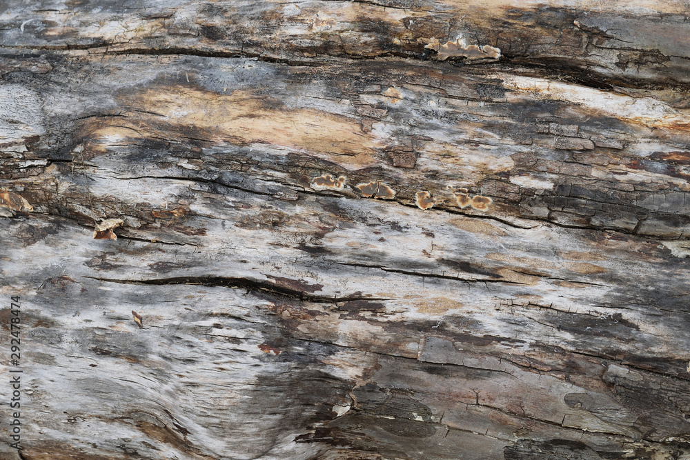Old wood texture with many cracks. Dry rotten log background. Closeup ...