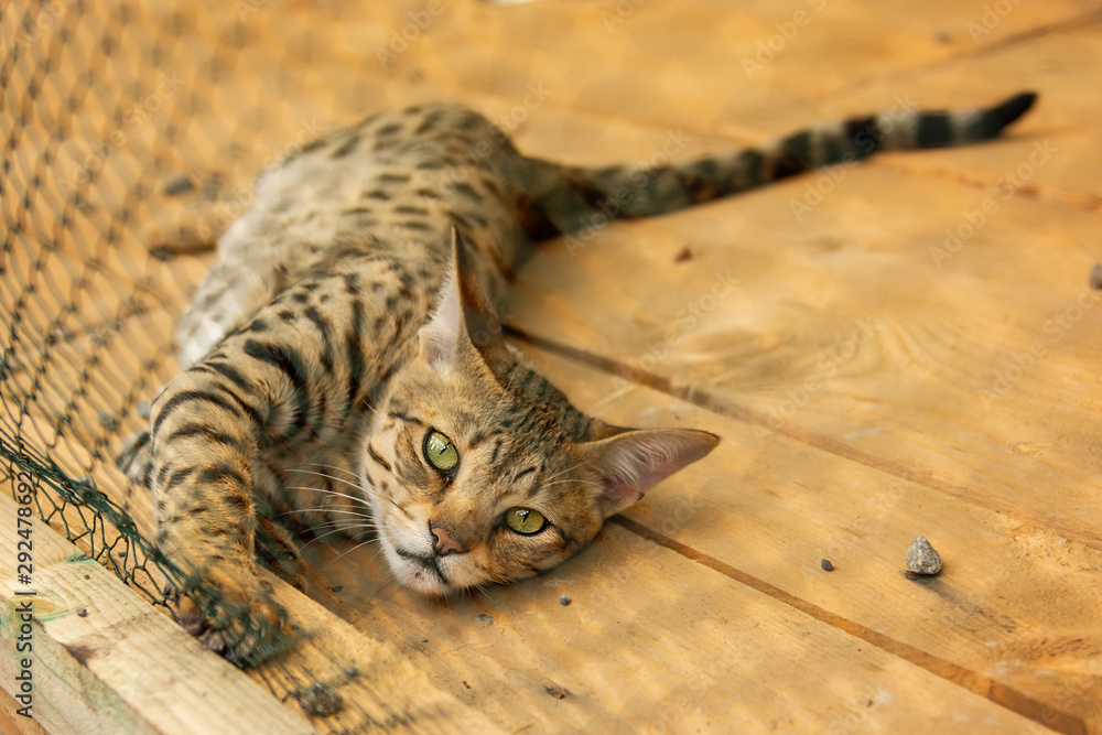 Leopardus pardalis Closeup of African Wild Cat, Felis libyca. Side view ...