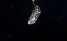 buckeye chrysalis