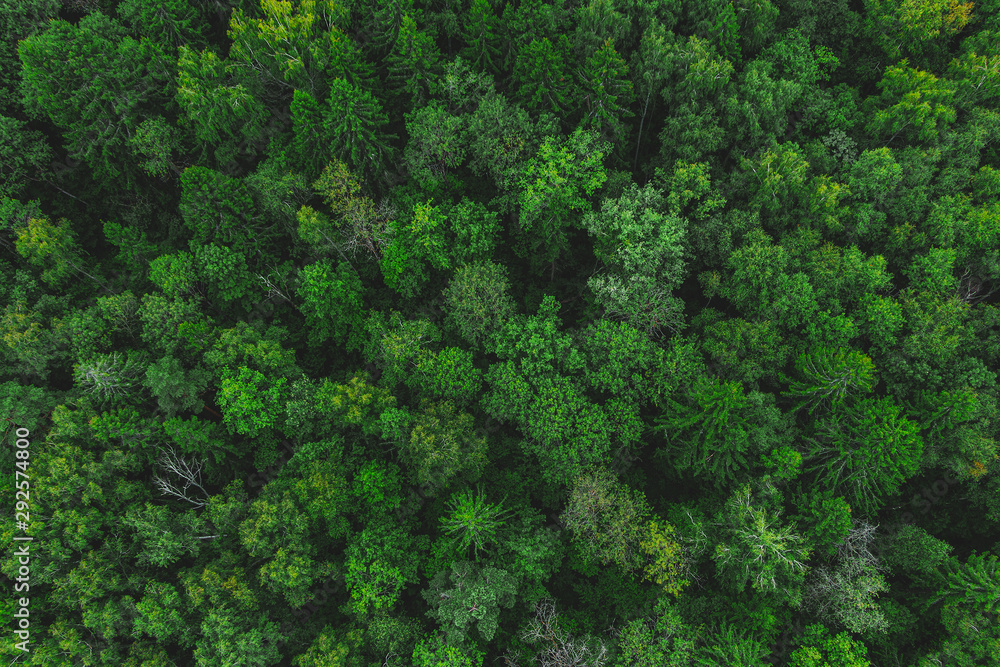 Photo Stock Aerial view of the beautiful green forest. Forest texture ...