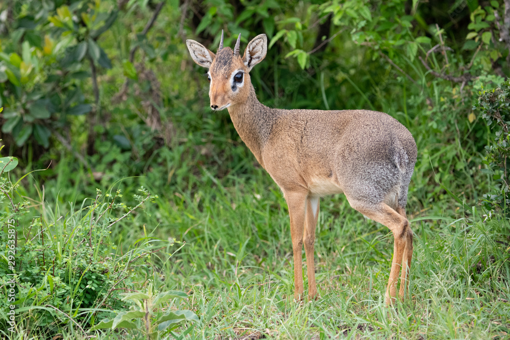 baby dik dik in the Masai Mara Stock Photo | Adobe Stock