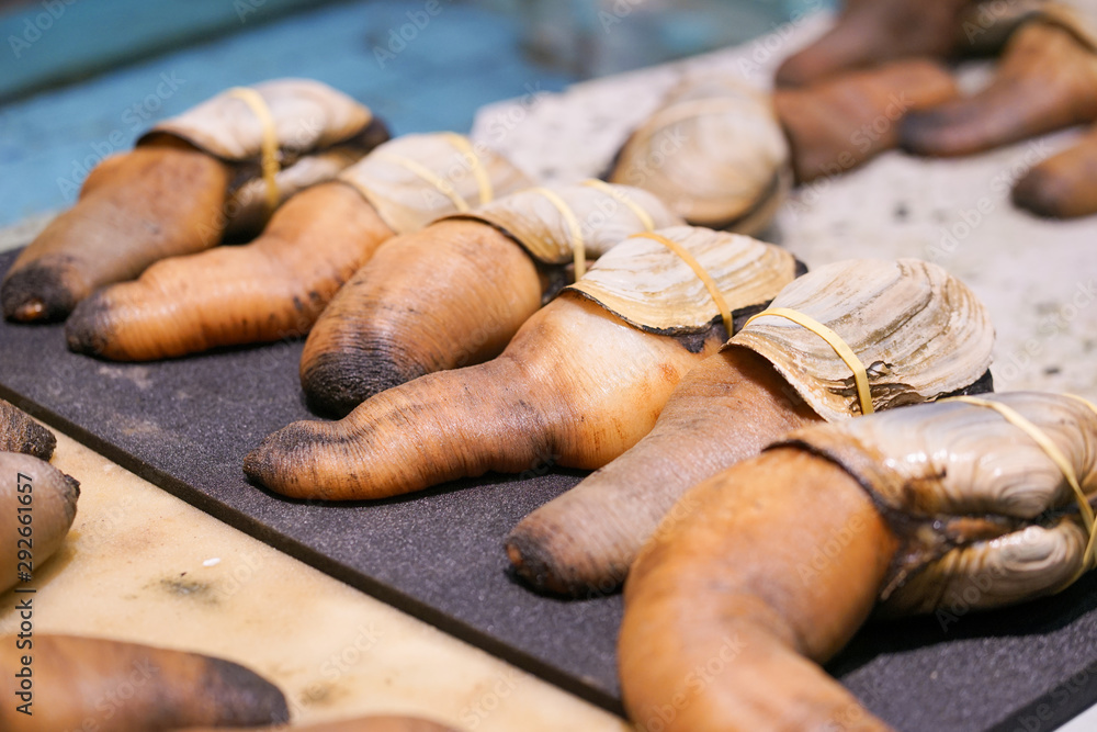 Elephant trunk clam. A soft focus on the elephant trunk clams selling ...