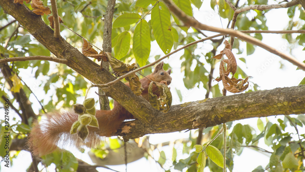 Squirrel, forest animal, nut lover, forest, trees, nature, wild beasts ...