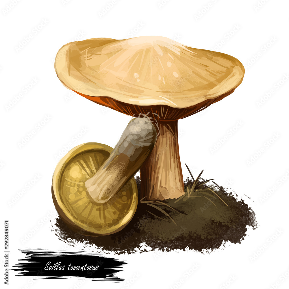 Suillus tomentosus Blue-staining Slippery Jack, Poor Man's S Woolly ...