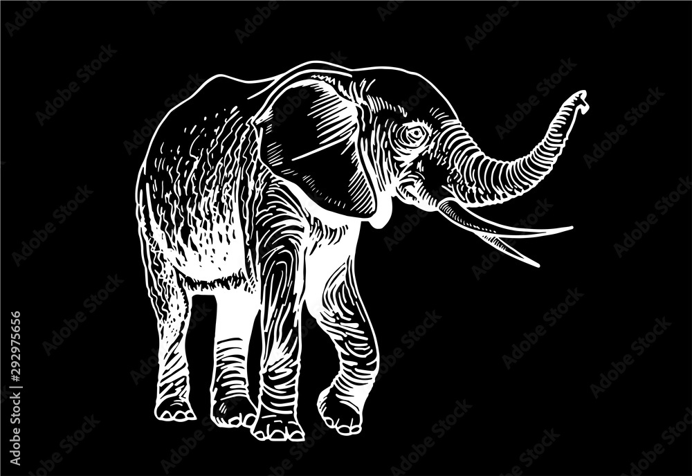 Graphical elephant isolated on black background, vector illustration ...
