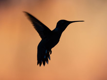 Hummingbird In Flight Sunset Free Stock Photo - Public Domain Pictures