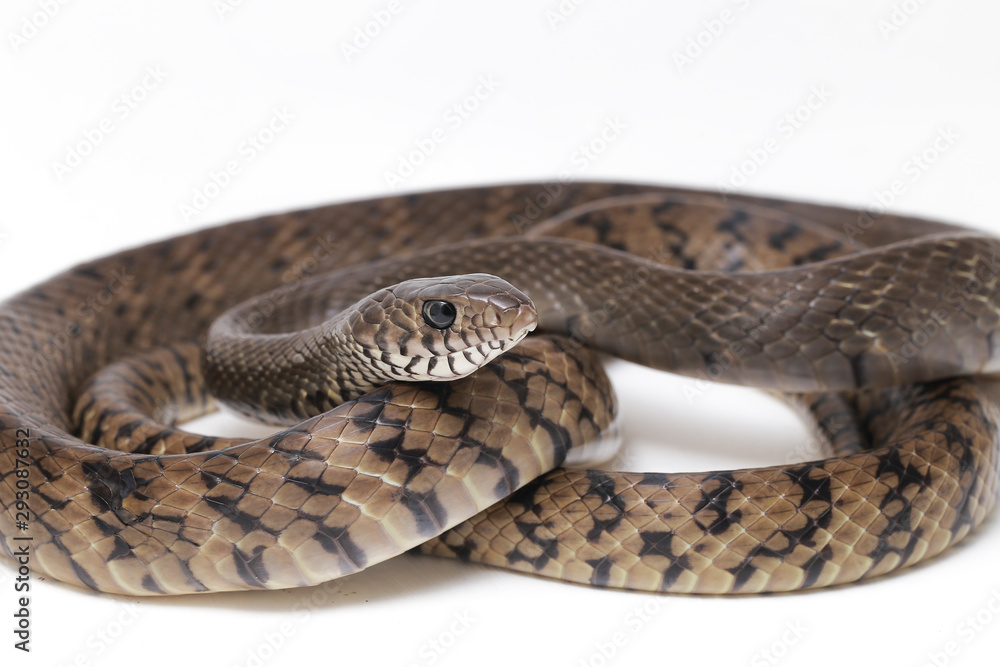 Ptyas mucosa, commonly known as the oriental ratsnake, Indian rat snake ...