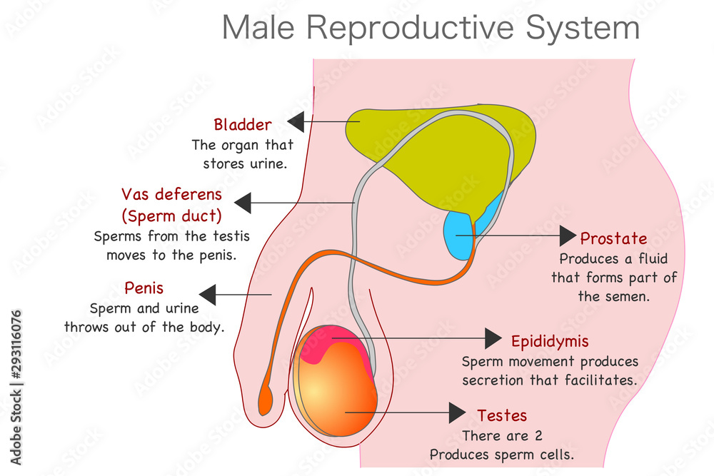 Male reproductive system. Man reproduction organs anatomy. Annotated. Cross section diagram ...