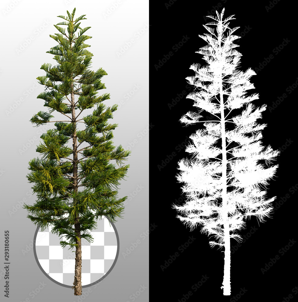 Pine tree. Evergreen tree isolated on transparent background via an ...