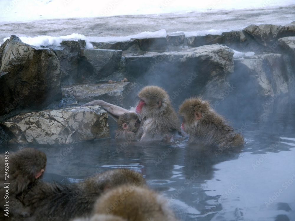 Cute Japanese Snow monkeys relaxing in onsen with steam rising from hot ...