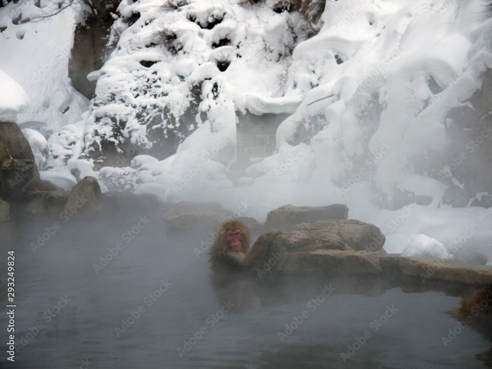 Cute Japanese Snow monkey relaxing in onsen with steam rising form hot ...