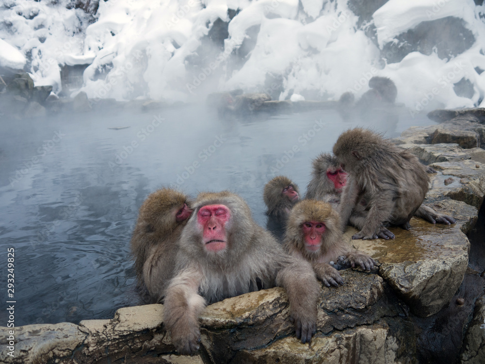 Cute Japanese Snow monkeys relaxing in onsen with steam rising from hot ...