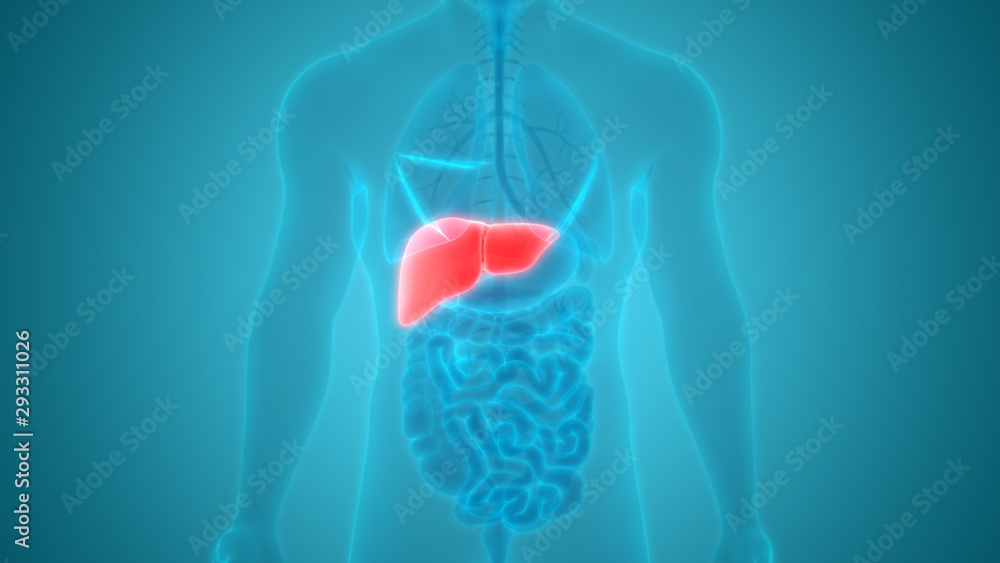 Human Internal Digestive Organ Liver Anatomy Stock Illustration | Adobe ...