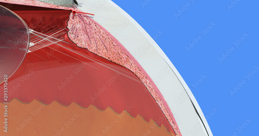 ภาพประกอบ Stock Eye anatomy 13. Sclera, lens, zonule, ciliary body ...