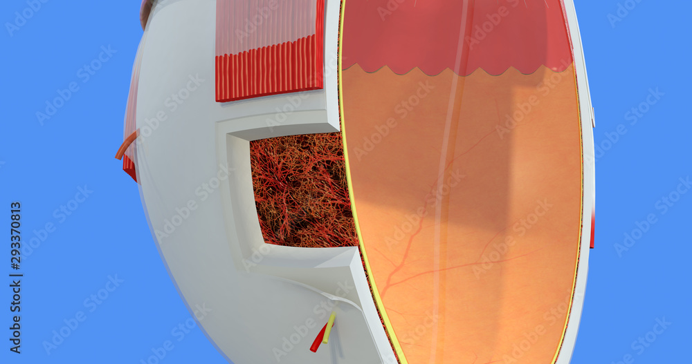 Eye anatomy 18. Sclera, retina, choroid, vitreous and ciliary body ...